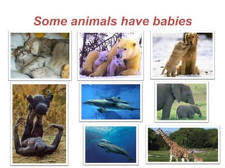 Animals reproduce | PPTX