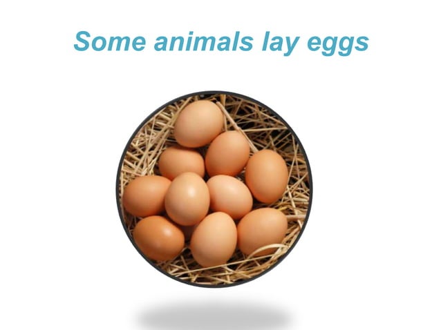 Animals reproduce | PPTX