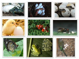 Animals reproduce | PPTX