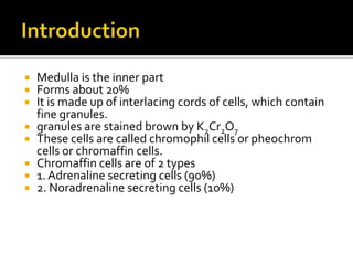 A.medulla | PPT