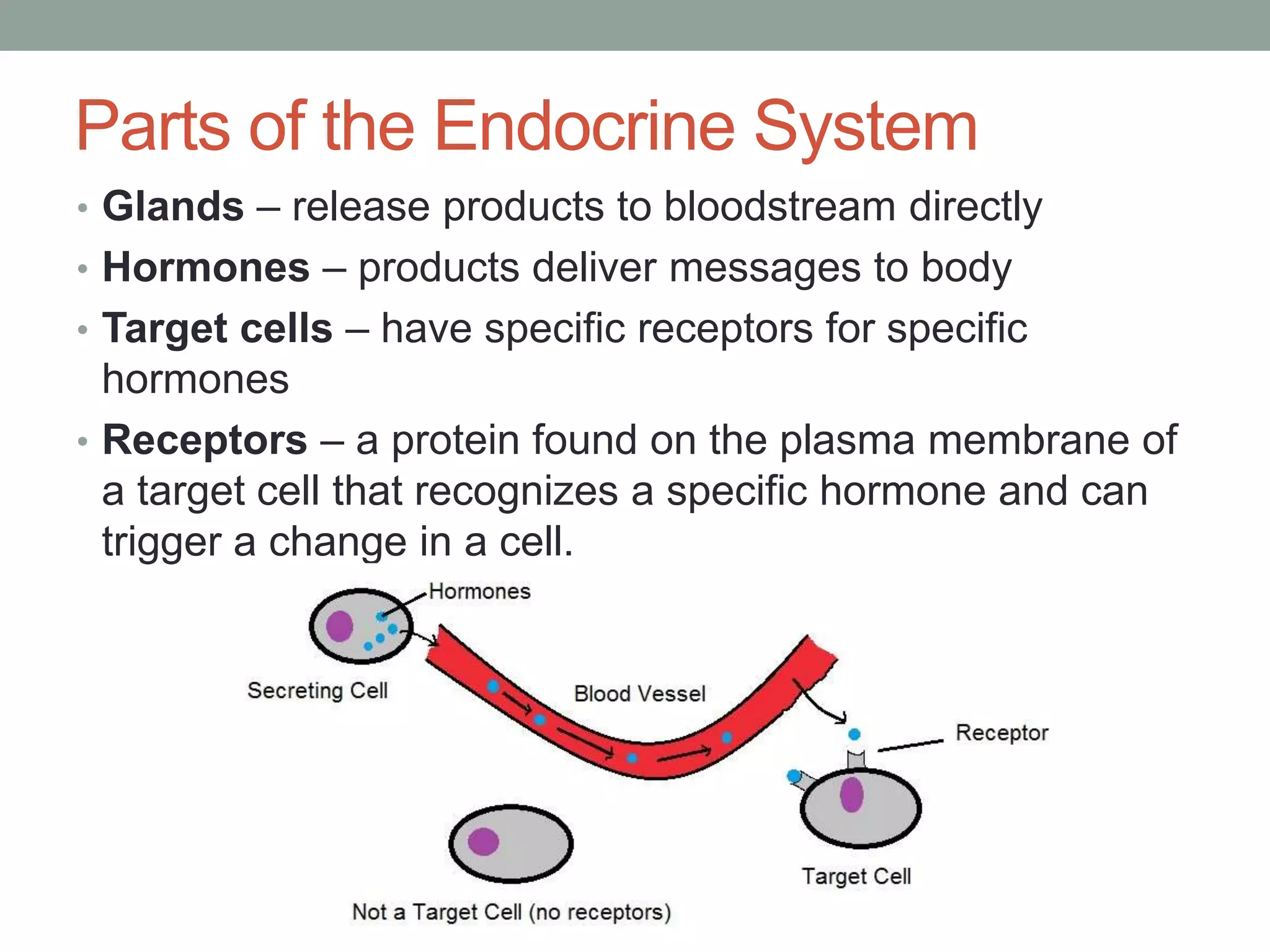 A.3 endocrine system & glands | PPTX