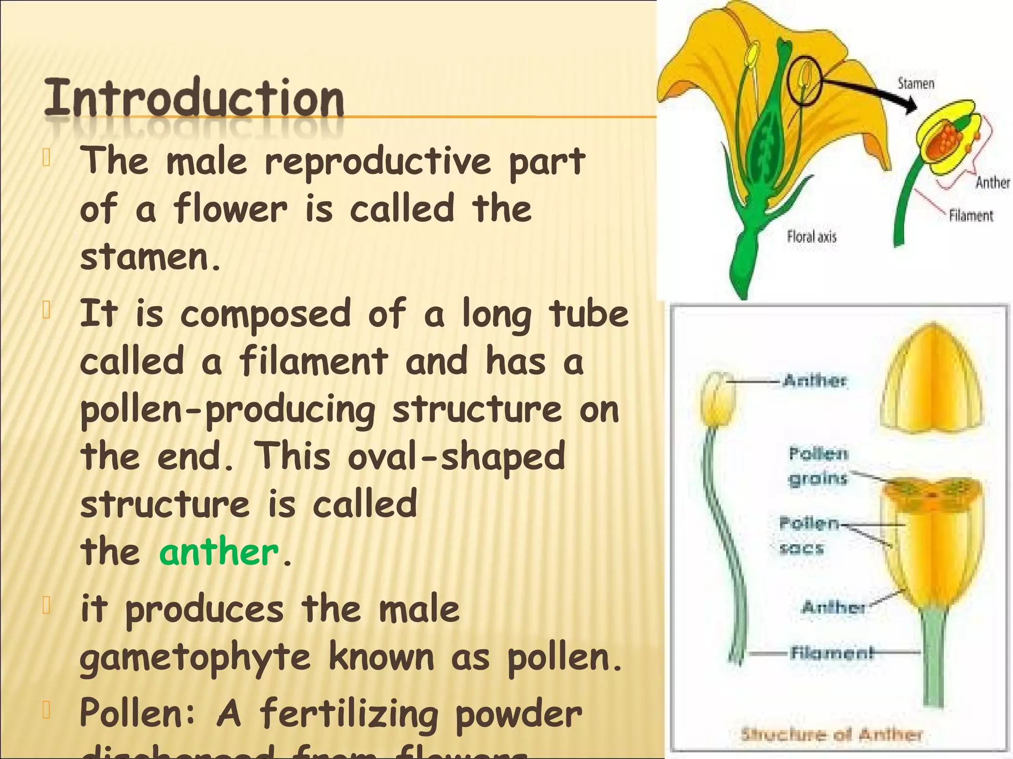 Androgenesis by Aswathy Viswanath | PPT