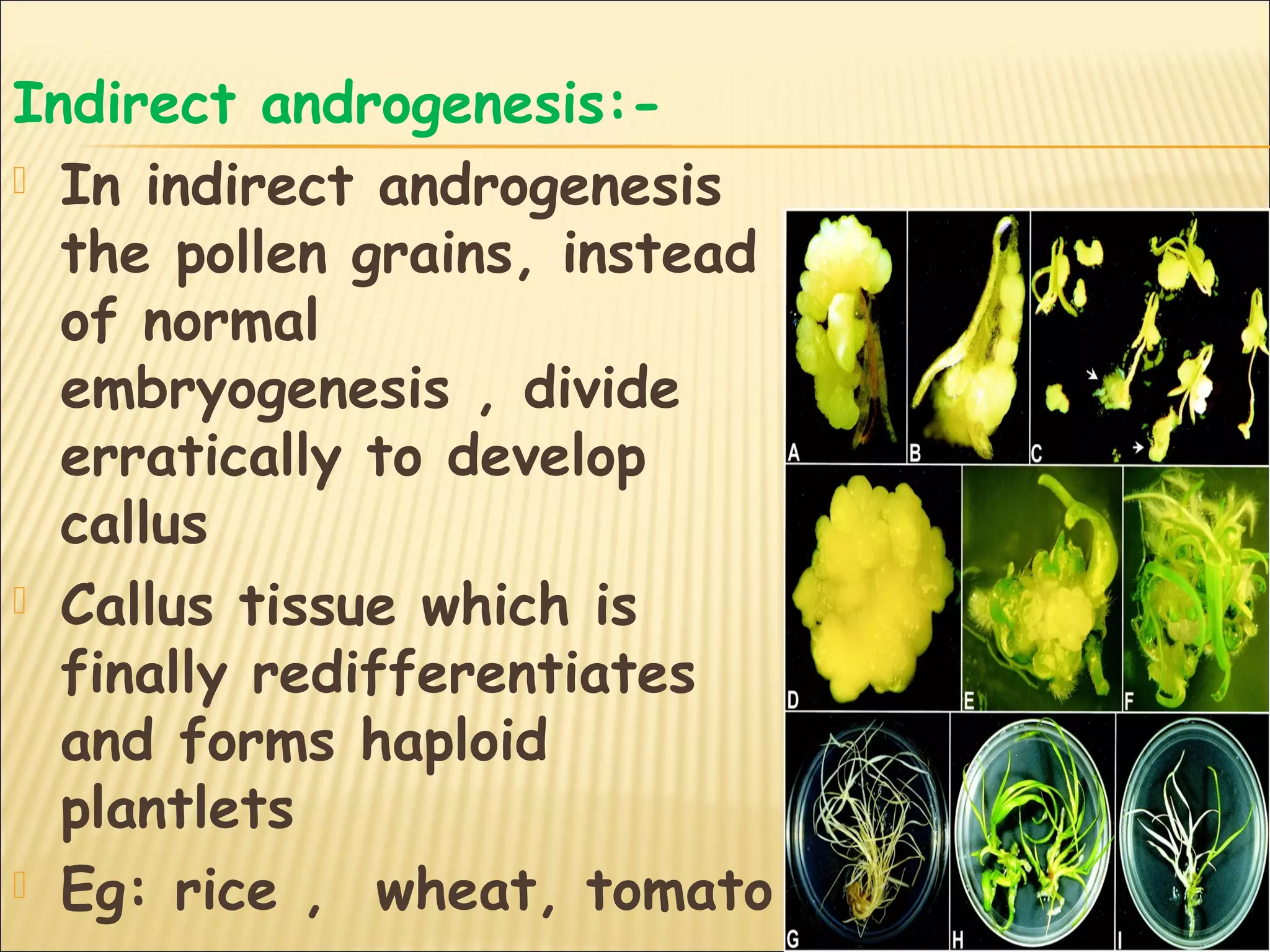 Androgenesis by Aswathy Viswanath | PPT