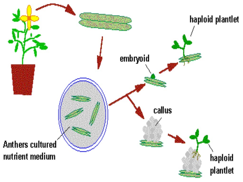 Androgenesis by Aswathy Viswanath
