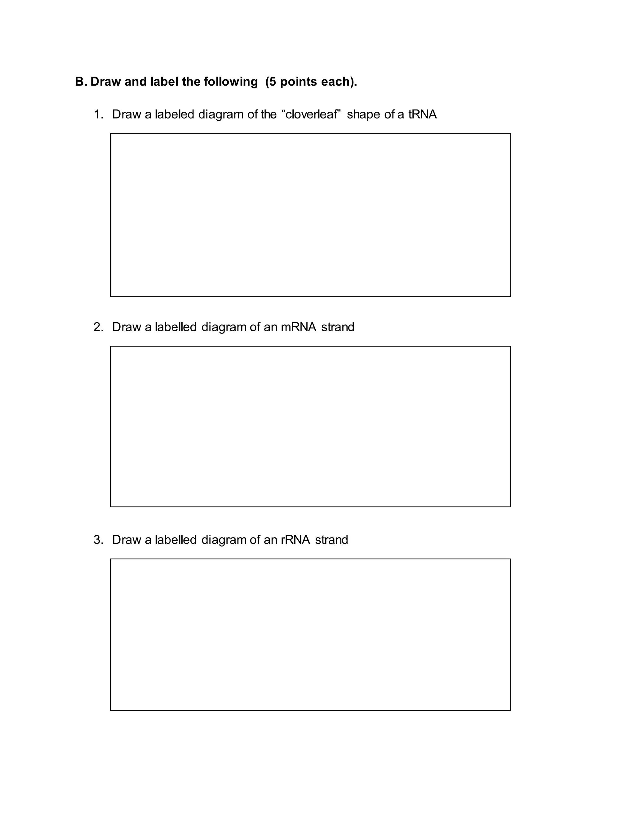RNA worksheet | DOCX