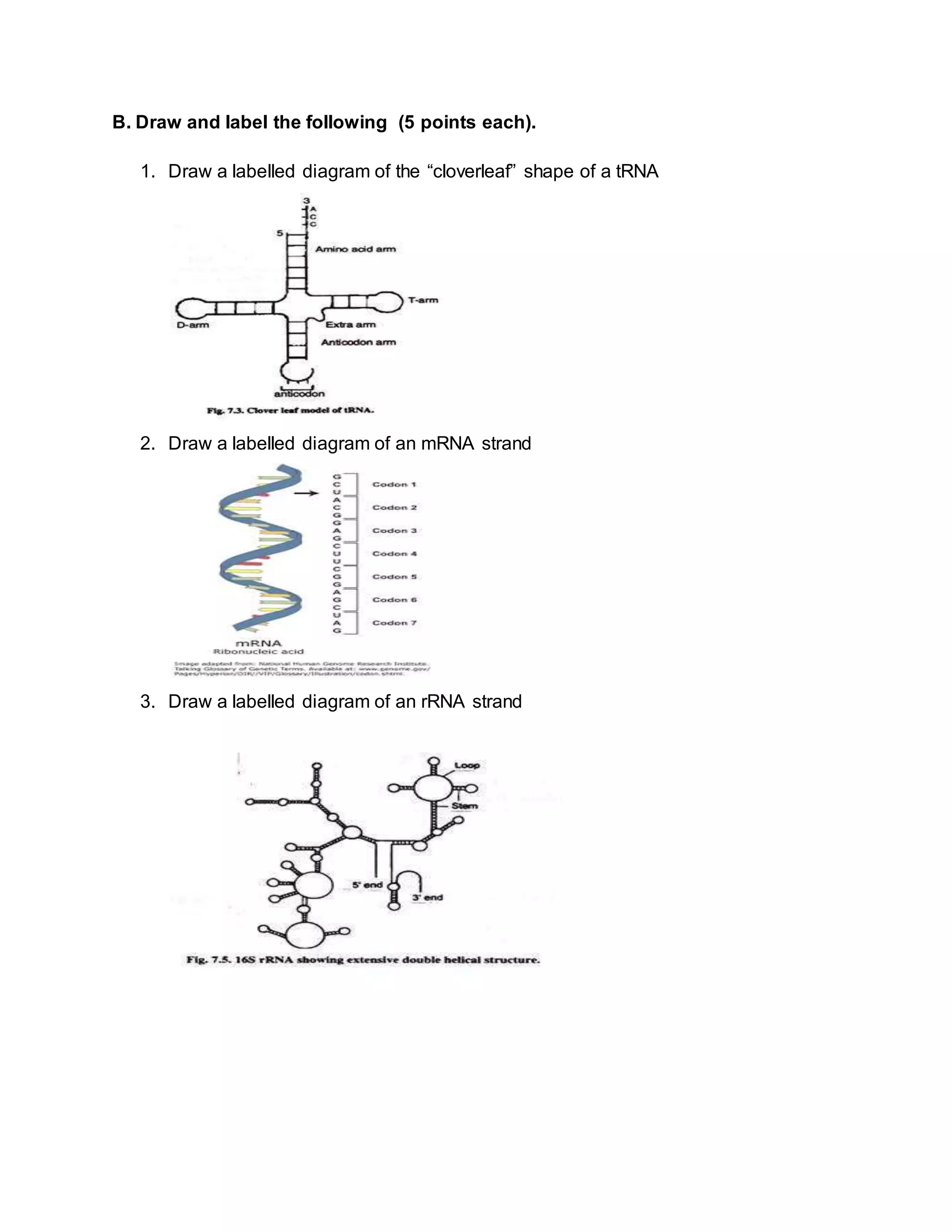RNA worksheet | DOCX