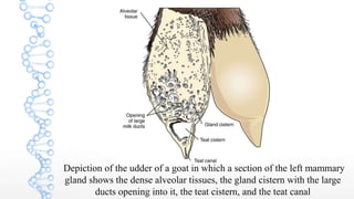 Mammary Gland | PPTX