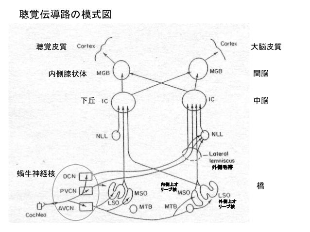 聴力測定技術講習会 ABRとASSR