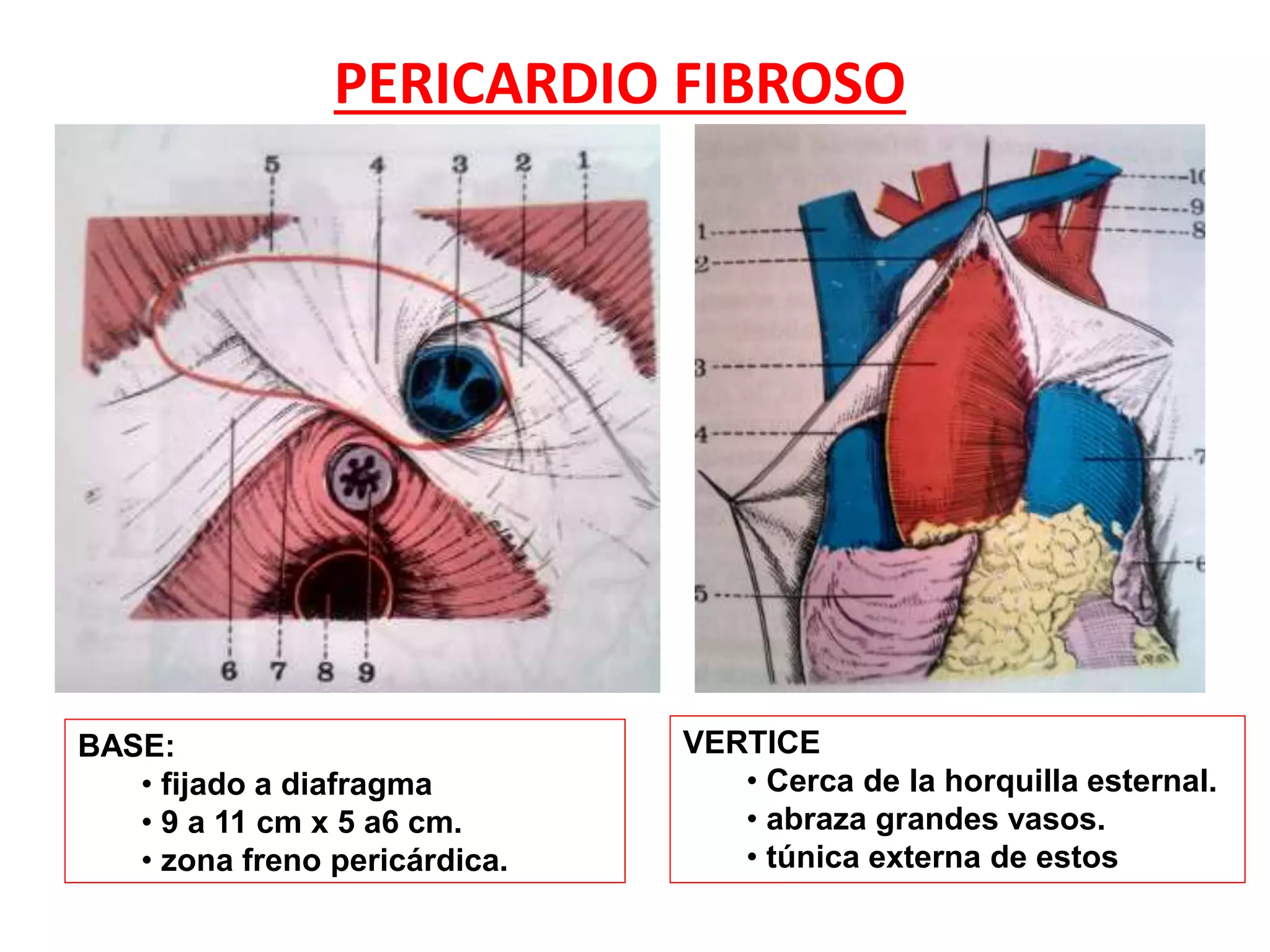 Anatomía del Pericardio y el Corazón | PPTX | Lung and Respiratory ...