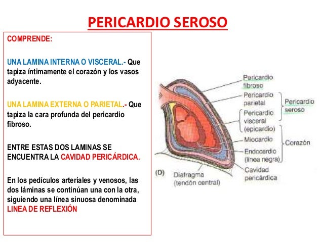 Anatomía del Pericardio y el Corazón