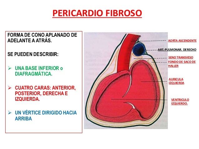 Anatomía del Pericardio y el Corazón