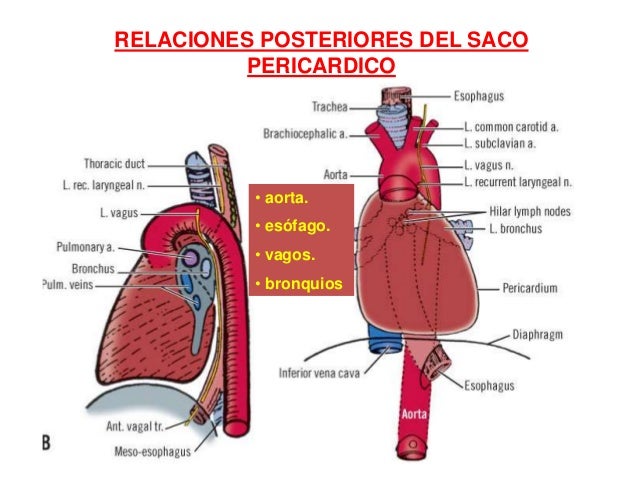 Anatomía del Pericardio y el Corazón