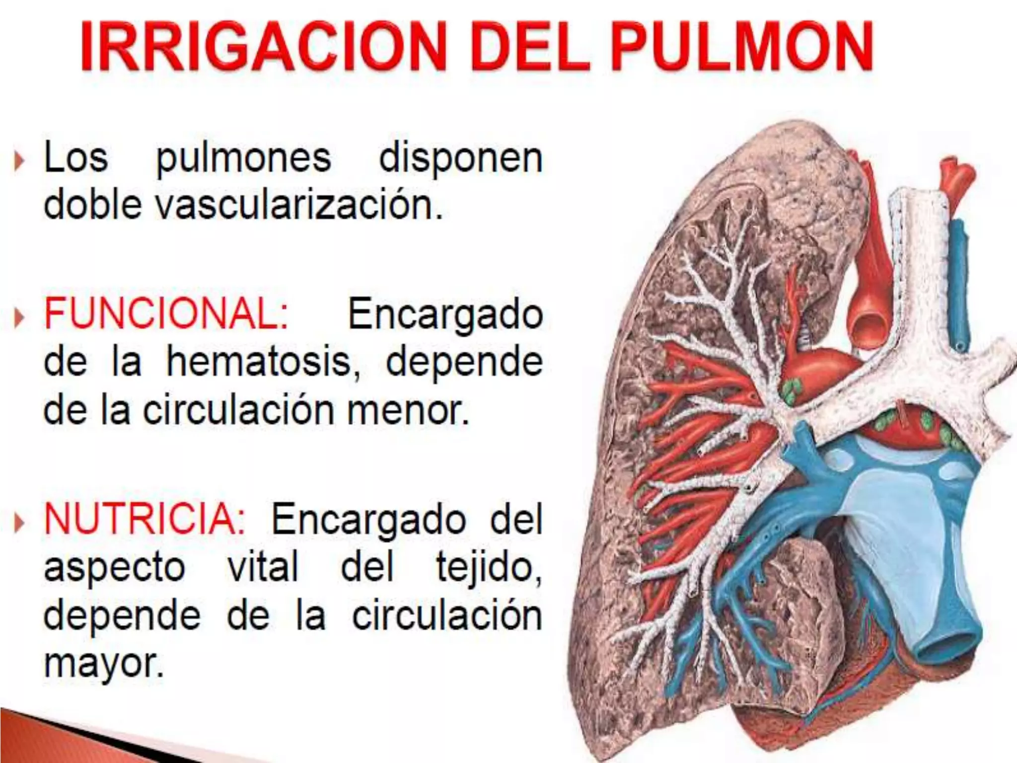 Anatomía de la Tráquea y los Púlmones | PPTX