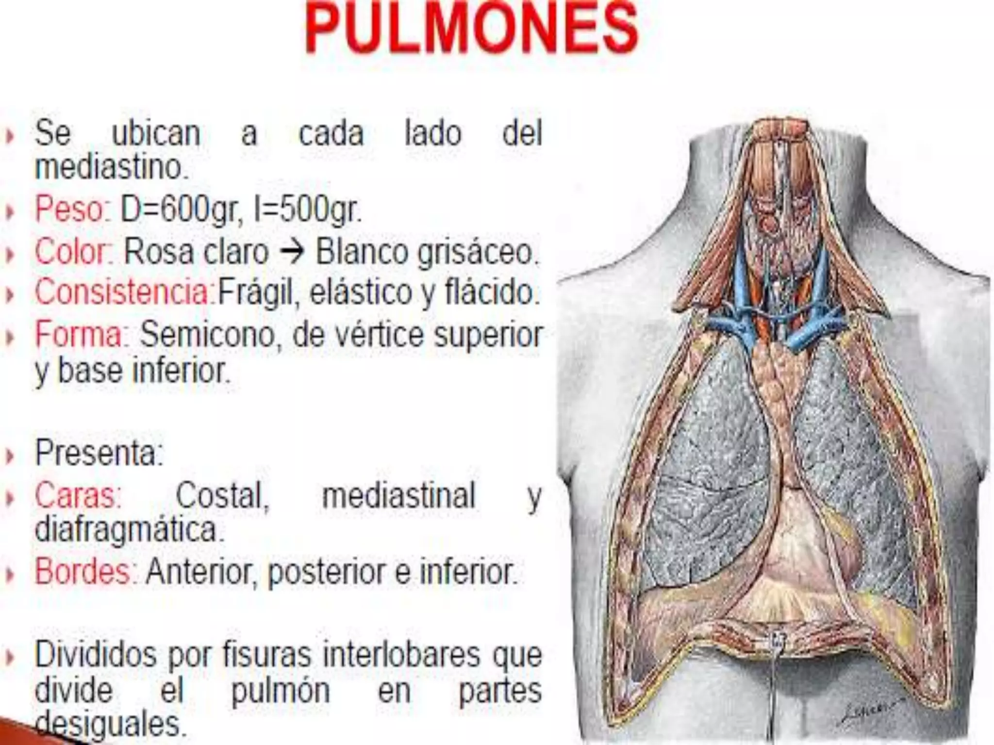 Anatomía de la Tráquea y los Púlmones | PPTX