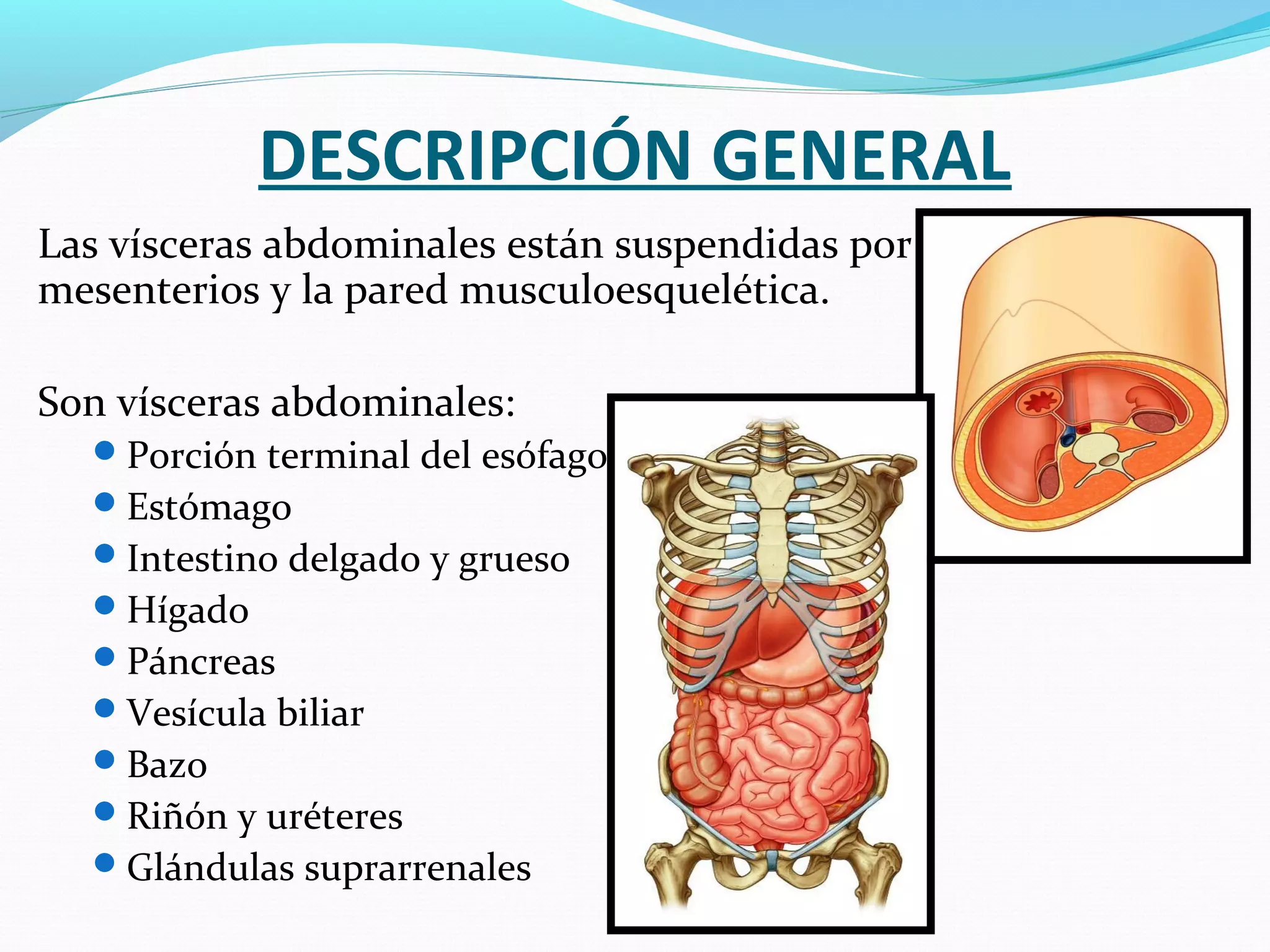 Anatomía Del Abdomen Ppt Trauma De Abdomen Anatomia Y Visceras Huecas