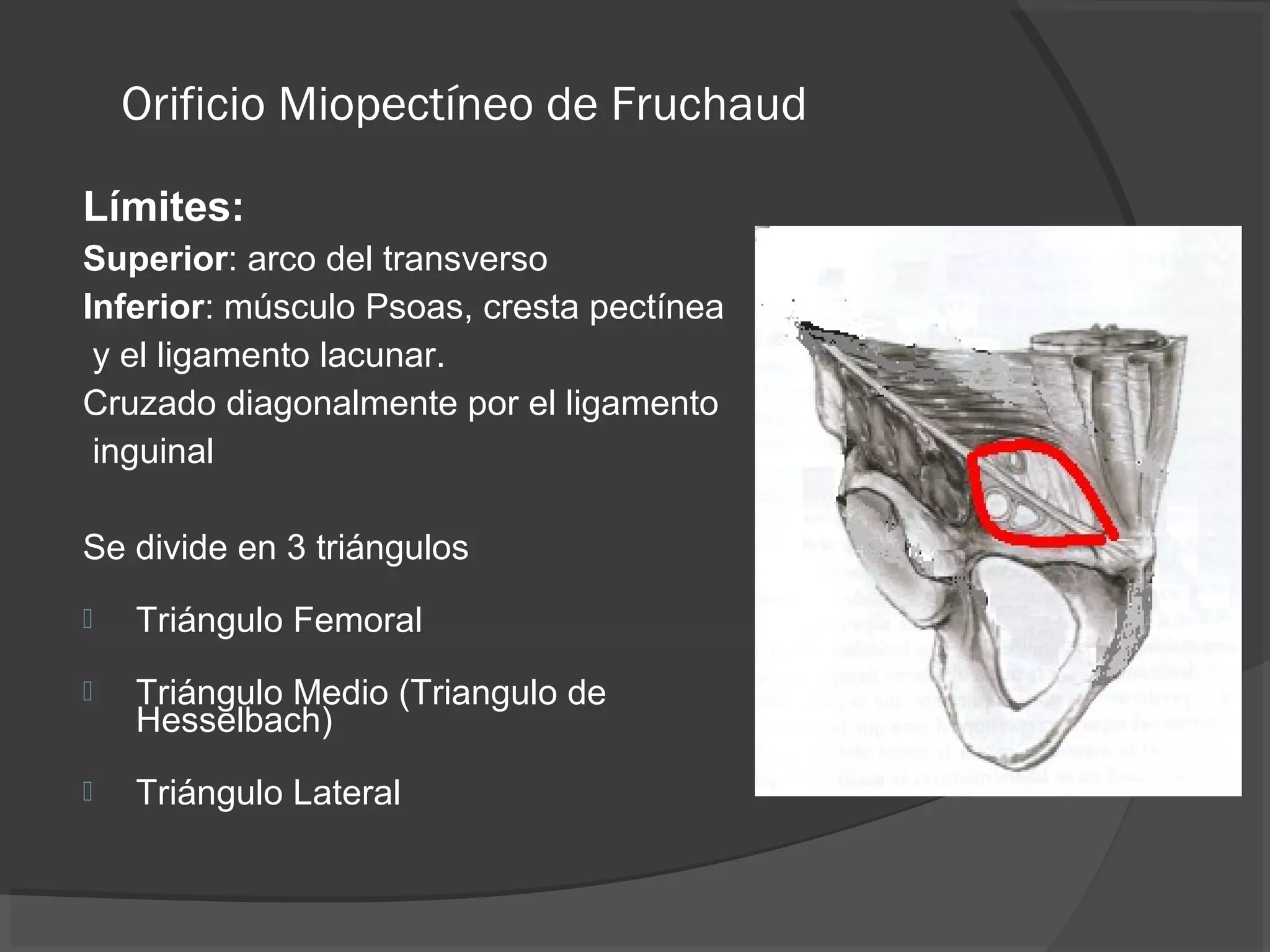 Anatomía del Ligamento Inguinal | PPT