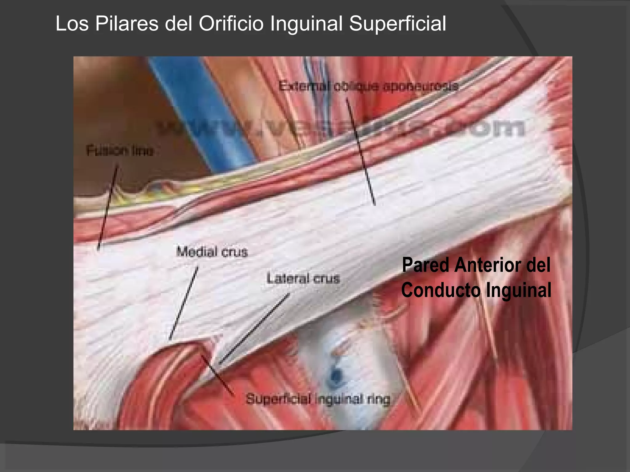 Anatomía del Ligamento Inguinal | PPT