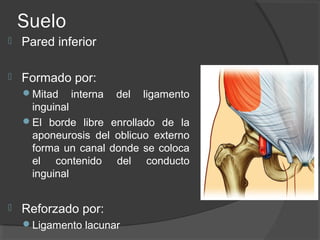 Anatomía del Ligamento Inguinal | PPT