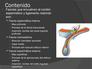 Anatomía del Ligamento Inguinal | PPT