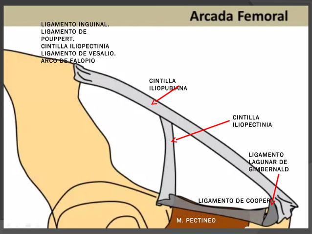 Anatomia Da Superficie Do Ligamento Inguinal