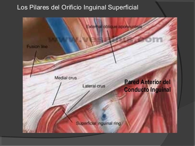Anatomía del Ligamento Inguinal