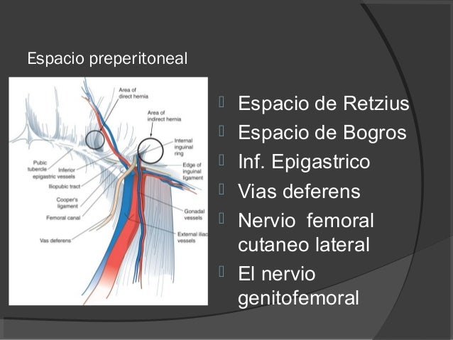 Anatomía del Ligamento Inguinal