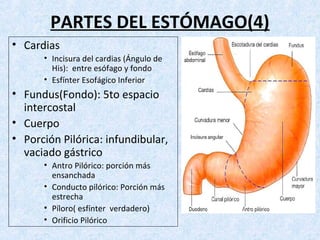 Anatomía del Estómago | PPT