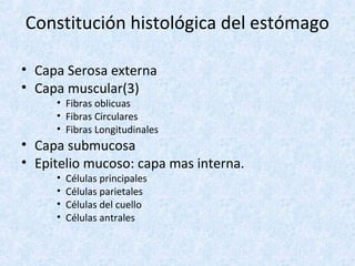 Anatomía del Estómago | PPT