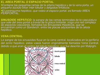 Anatomía del Hígado | PPT
