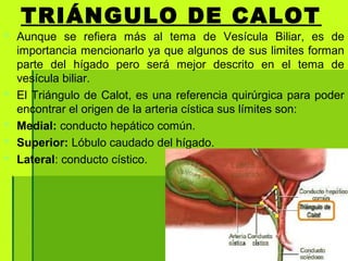 Anatomía del Hígado | PPT