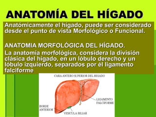 Anatomía del Hígado | PPT