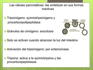 Anatomía del Páncreas y del Bazo | PPTX