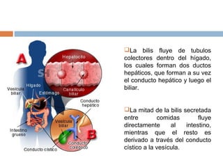 Anatomía de la Vesícula Biliar | PPT