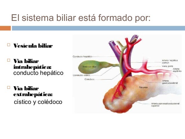 Anatomía de la Vesícula Biliar