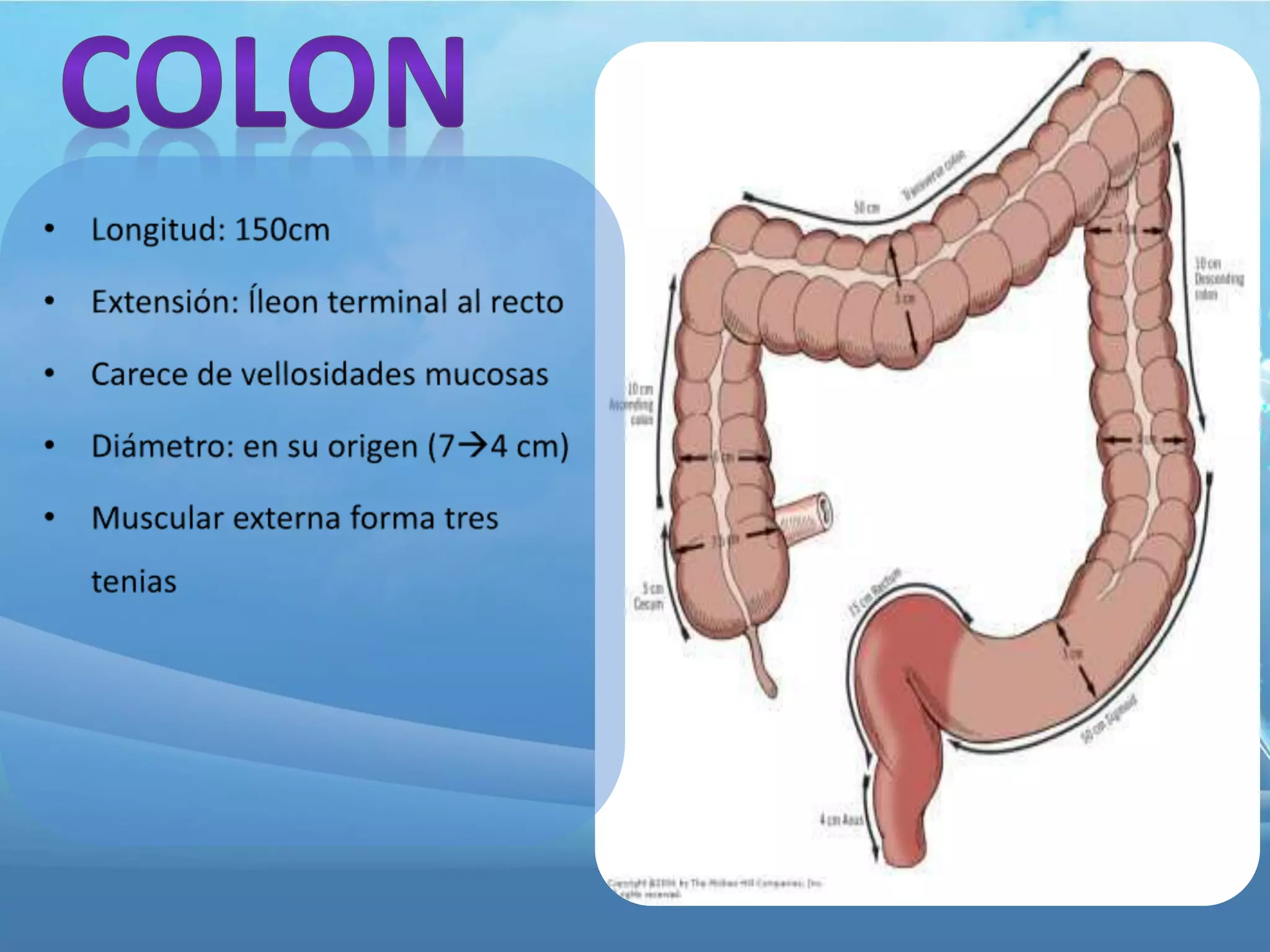 Anatomía del Colon y el Ano | PPTX | Surgery | Medical Health