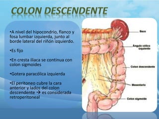 Anatomía del Colon y el Ano | PPTX