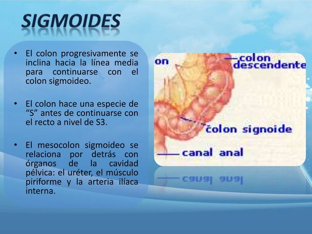 Anatomía del Colon y el Ano | PPTX | Surgery | Medical Health