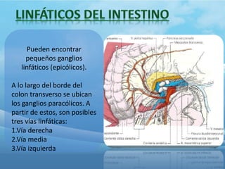 Anatomía del Colon y el Ano | PPTX