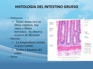 Anatomía del Colon y el Ano | PPTX