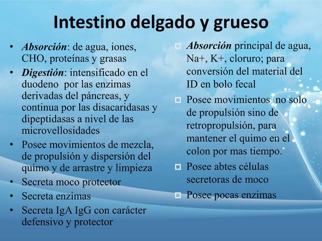 Anatomía del Colon y el Ano | PPTX | Surgery | Medical Health