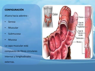 Anatomía del Colon y el Ano | PPTX
