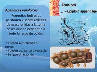 Anatomía del Colon y el Ano | PPTX