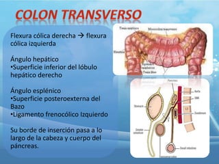 Anatomía del Colon y el Ano | PPTX