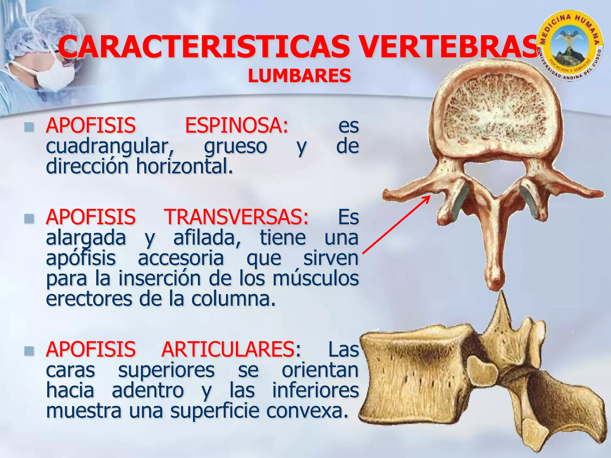Osteoartrología de la Columna Lumbar | PPTX