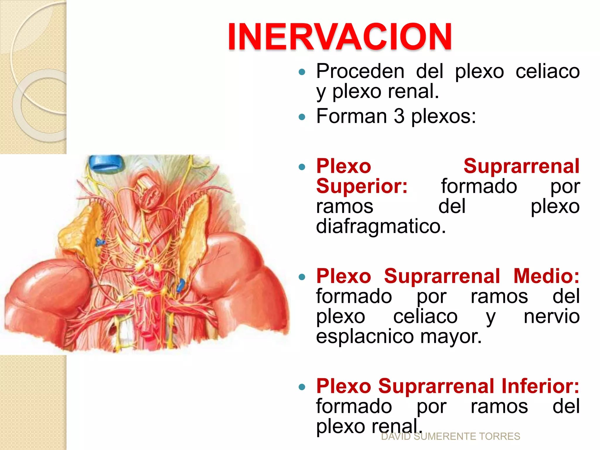 Anatomía de la Glándula Suprarrenal | PPT
