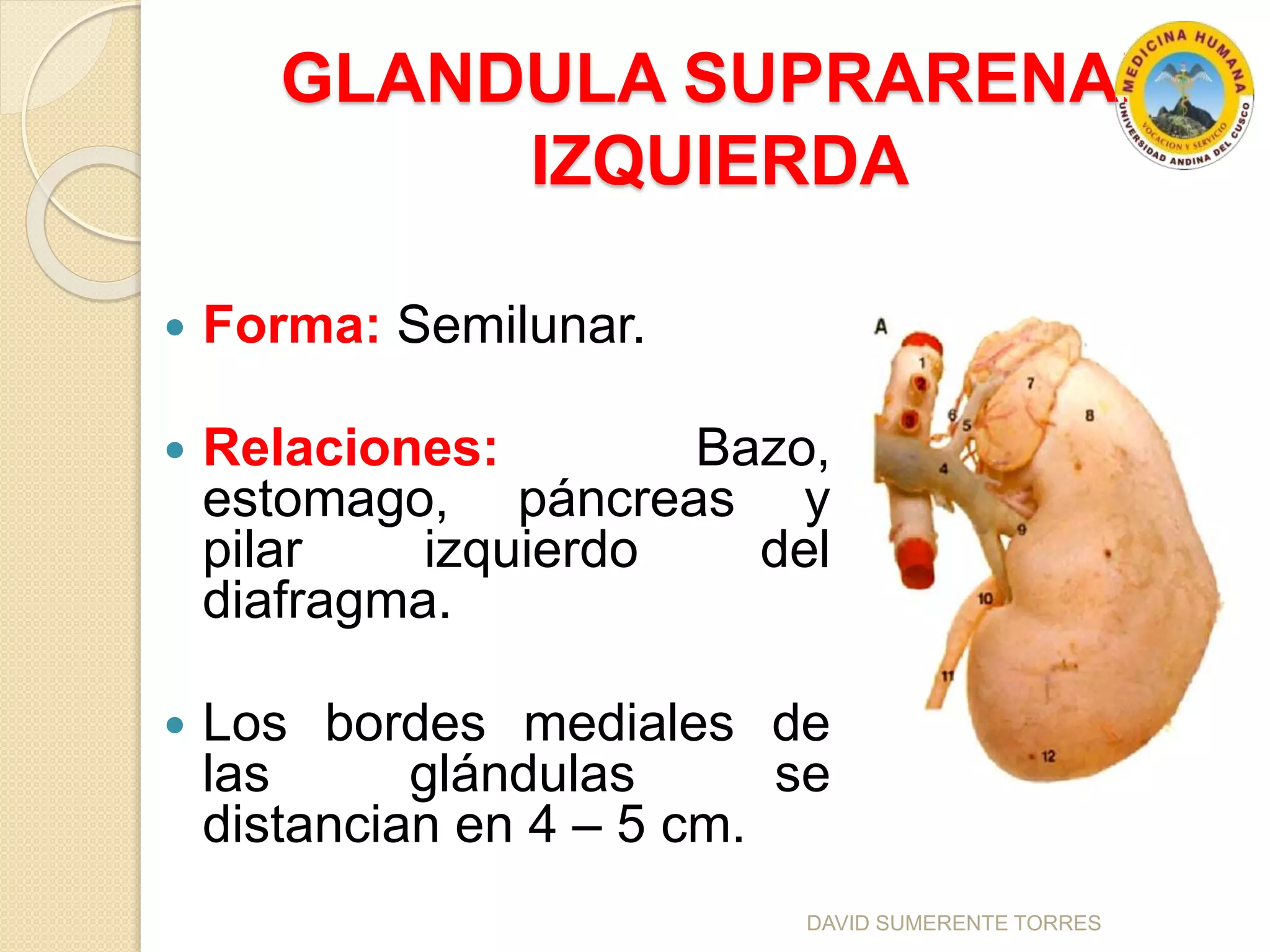 Anatomía de la Glándula Suprarrenal | PPTX