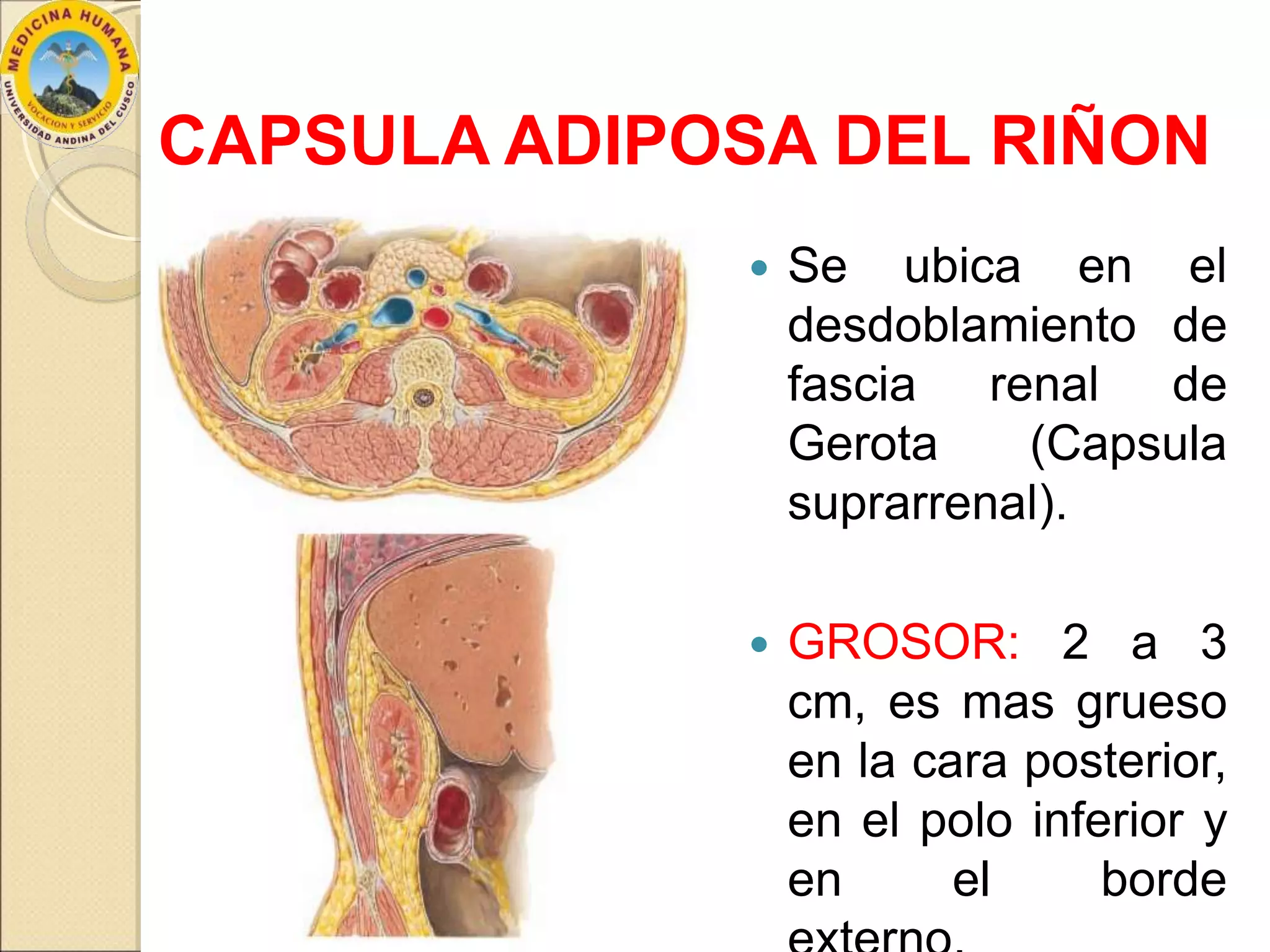Anatomía de los Riñones | PPTX