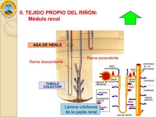 Anatomía de los Riñones | PPTX