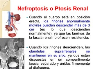 Anatomía de los Riñones | PPTX