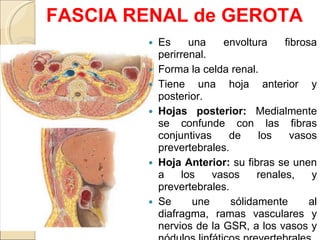 Anatomía de los Riñones | PPTX
